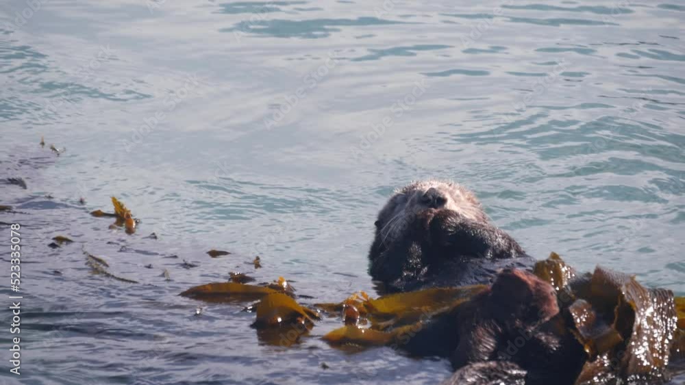 Cute furry sea otter marine mammal, adorable cuddly wild aquatic animal ...