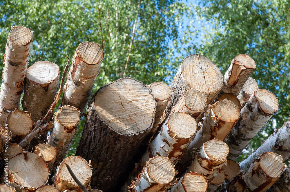 stack of logs pile of birch sawn wood harvesting timber lumber trunk ...