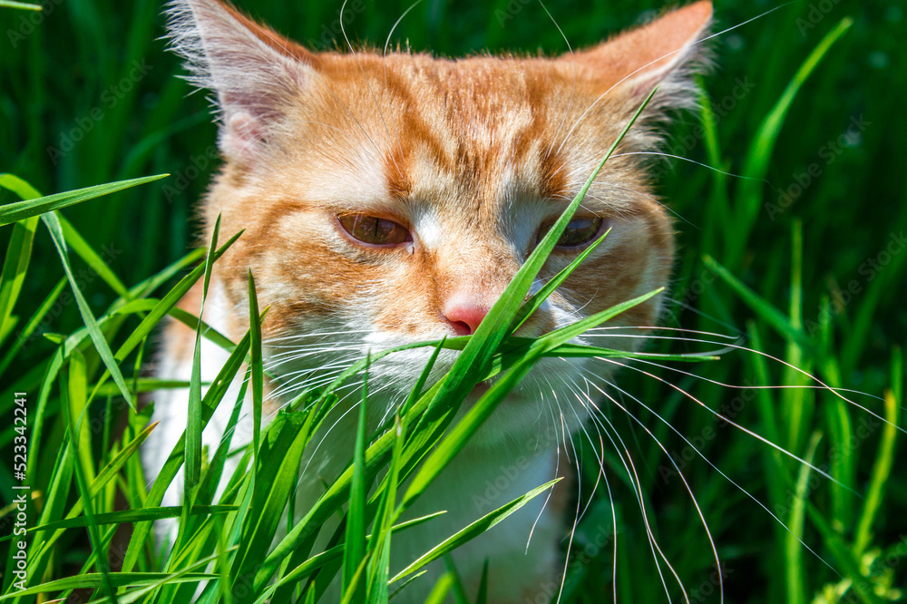 red cat in green grass, summer background with animal and plants Stock ...