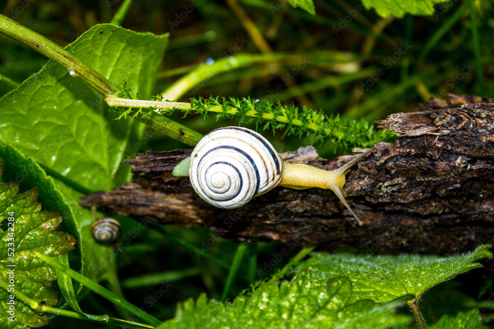 snail on piece of old wood, natural background with gastropod and green ...