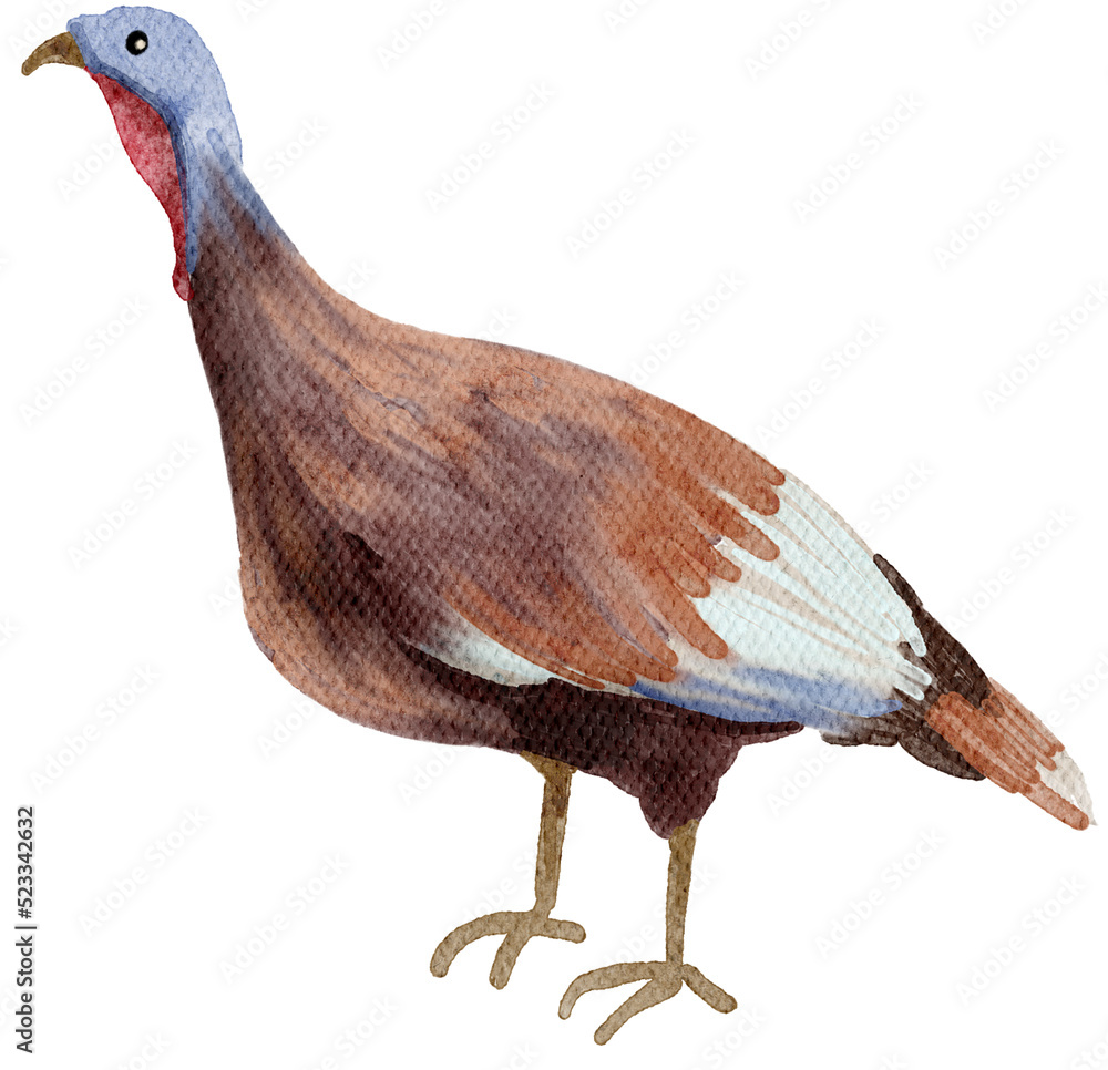 Poultry farming, Watercolor farm animals with transparent background ...