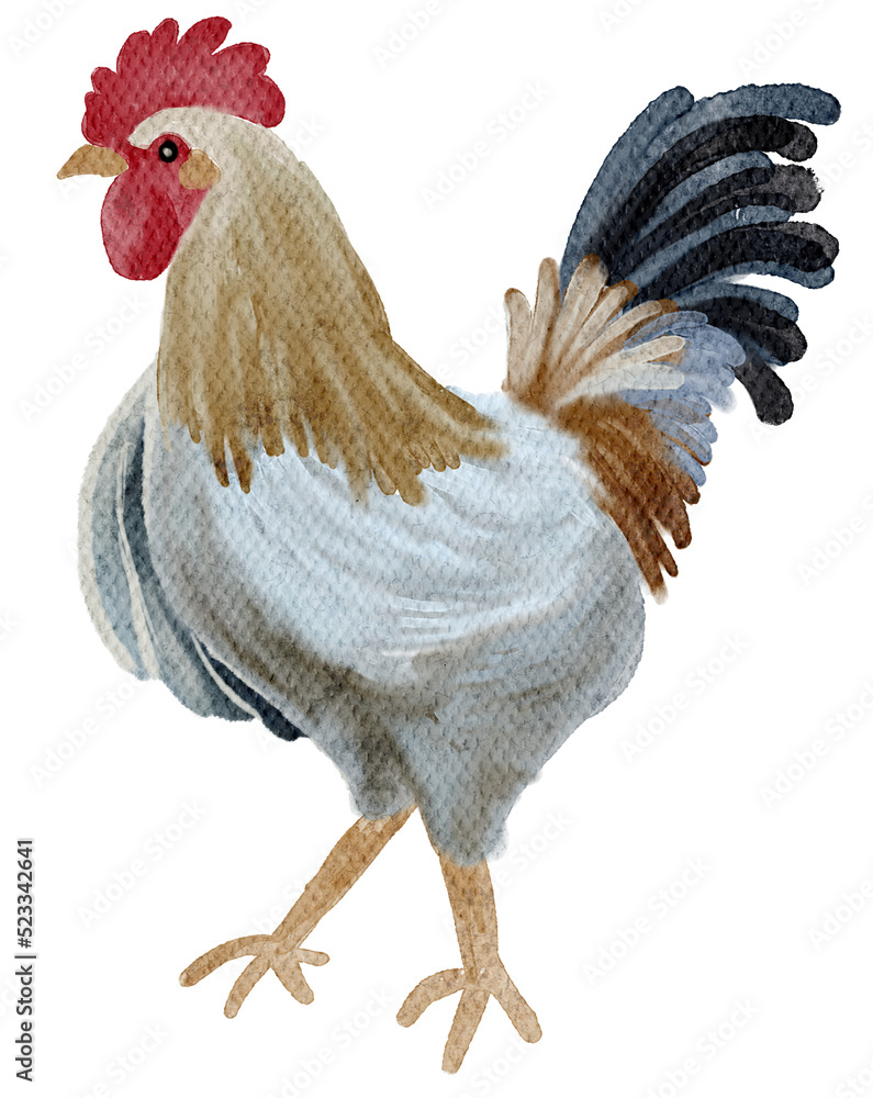 Poultry farming, Watercolor farm animals with transparent background ...