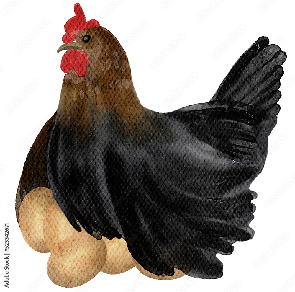 Poultry farming, Watercolor farm animals with transparent background ...