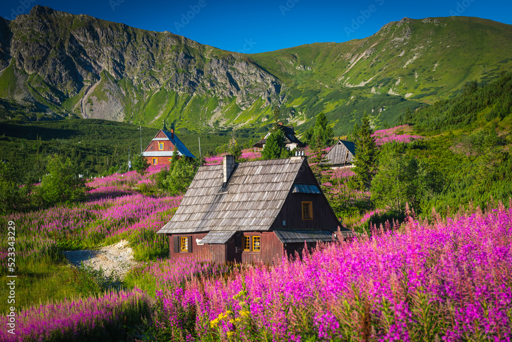 Hala Gąsienicowa w Tatrach Polskich - kwitnąca Wierzbówka Kiprzyca ...