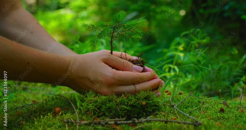 Female hand holding sprout wilde pine tree in nature green forest ...
