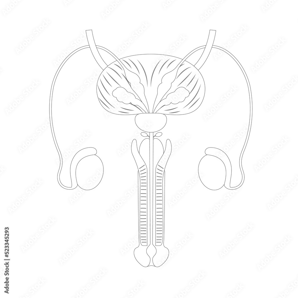 Line diagram of the anatomy of male reproductive organs on white ...