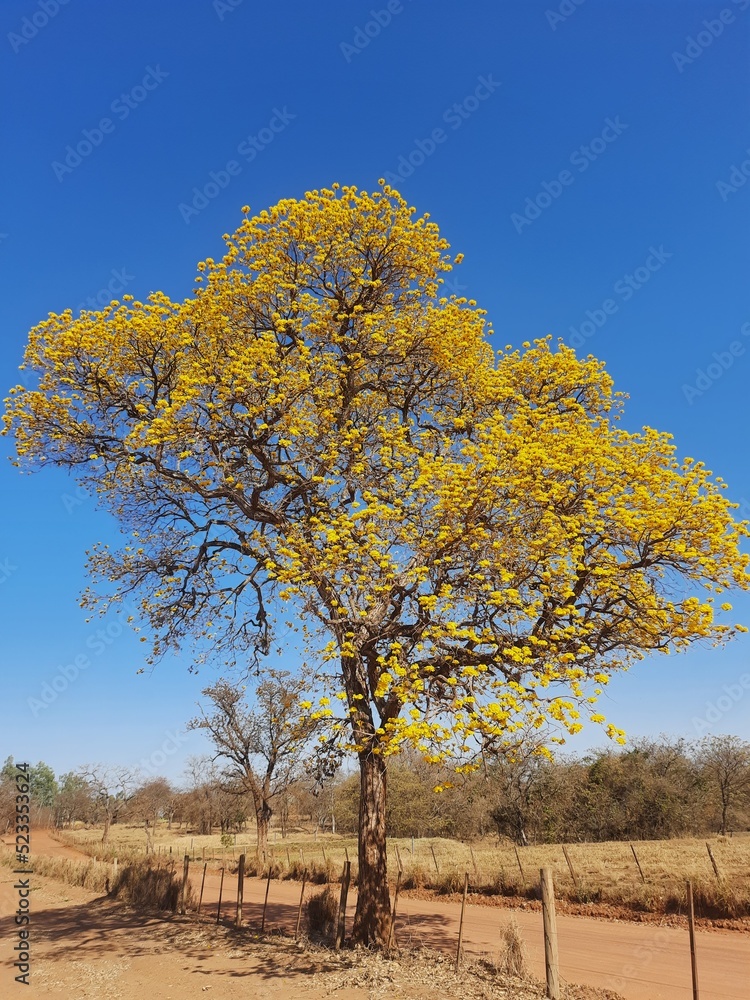 Symbol tree of Brazil with yellow flowers on farm, rural landscape, in ...