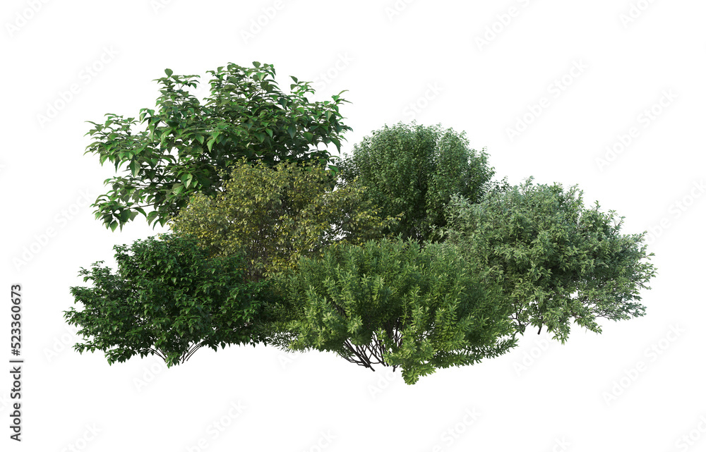 Shrubs and flower on a transparent background Stock Illustration ...