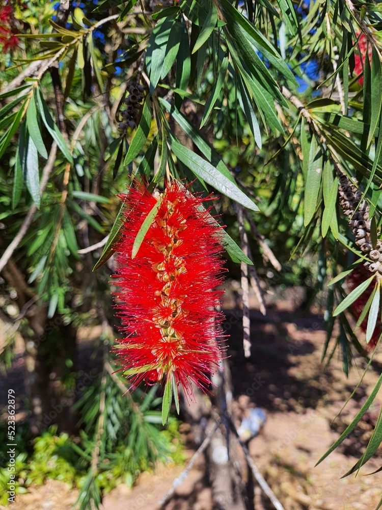 Red Callistemon Flower, Bottlebrush, Bottlewash, Cat's Tail ...
