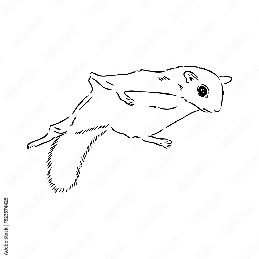 Flying Squirrel Vector