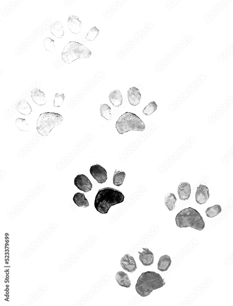 Real Cat Paw Print