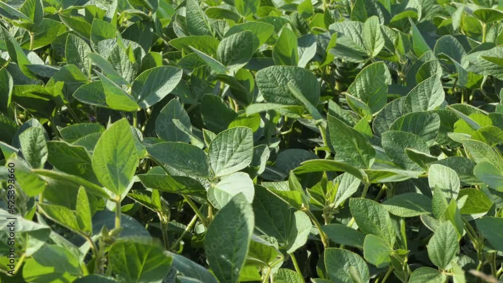 soybean soy field of green plants a general plan nature agriculture ...