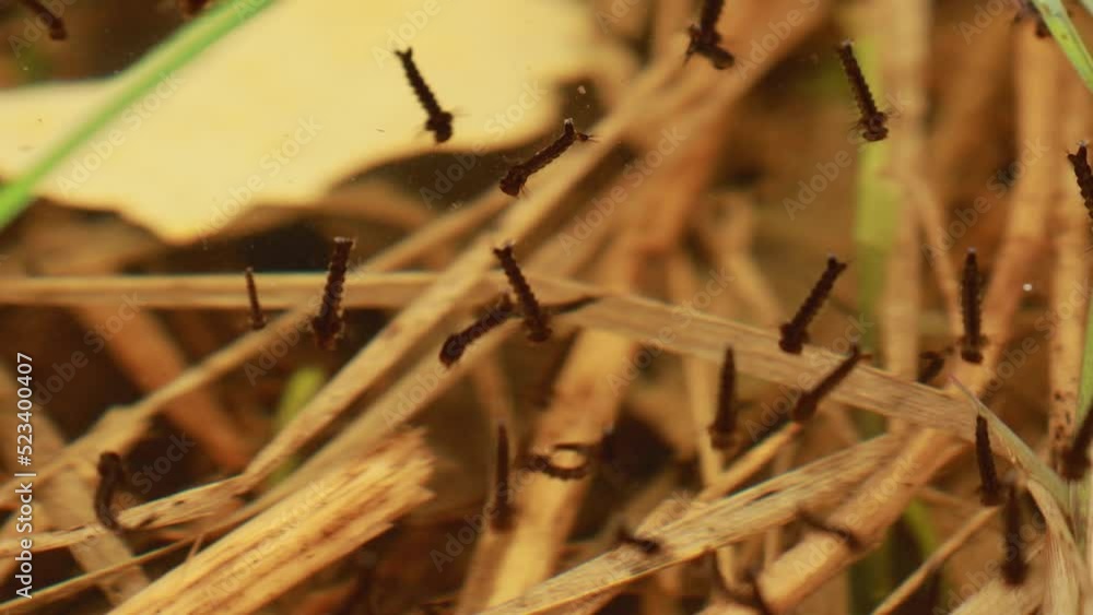 Vídeo do Stock: Culex larvae mosquito larva insects in lake water ...