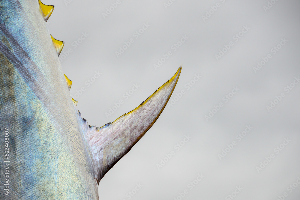 A large Atlantic bluefin tuna, common tunny, hangs in a fish market by ...