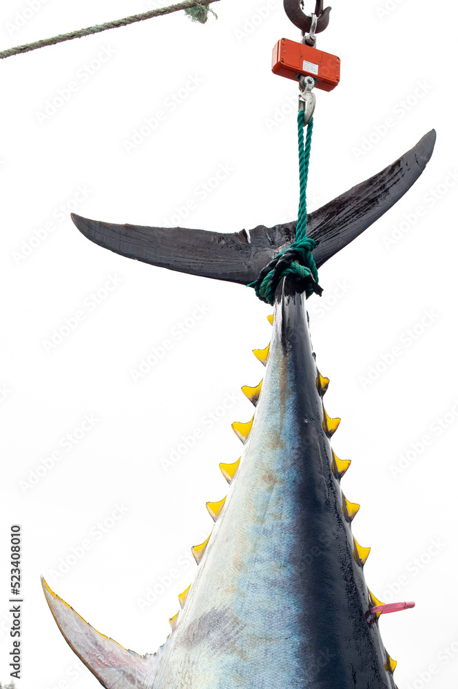 A large Atlantic bluefin tuna, common tunny, hangs in a fish market by ...