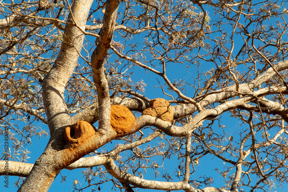 Typical Brazilian cerrado tree with 3 bird nests (João de Barro) in ...