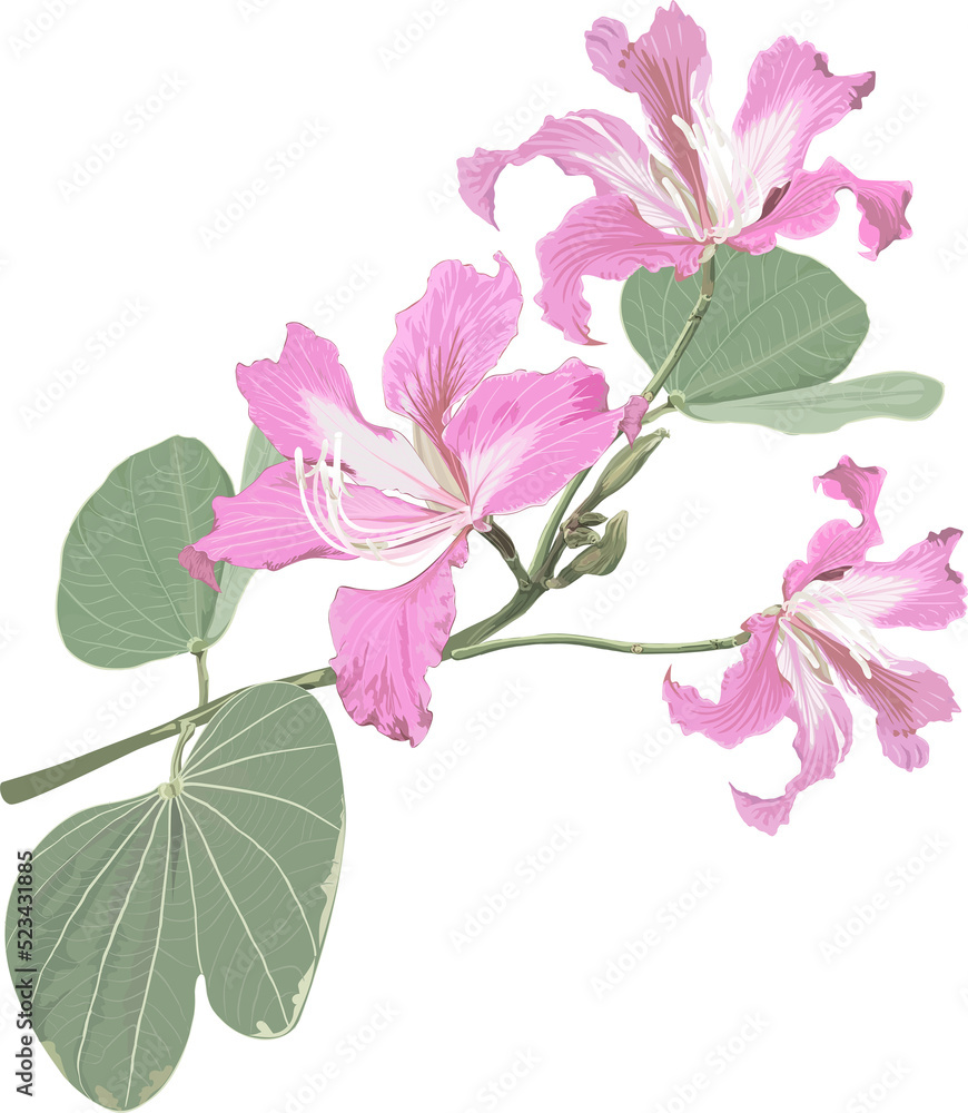 Purple Bauhinia flower drawing Stock Illustration | Adobe Stock