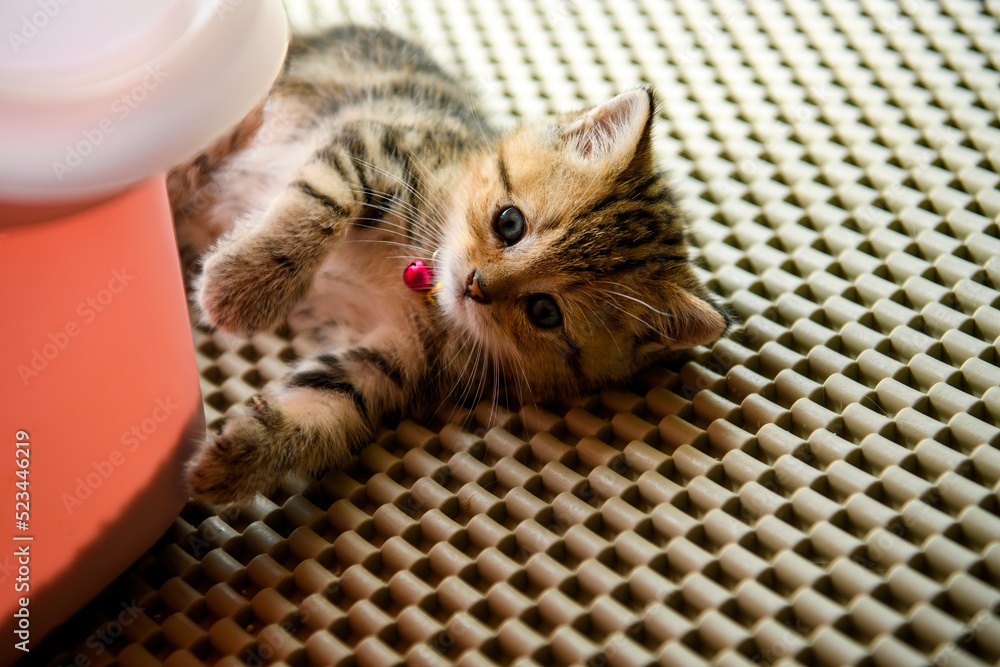 Kitten sleeps on rubber strips with holes in jail pattern in the house ...