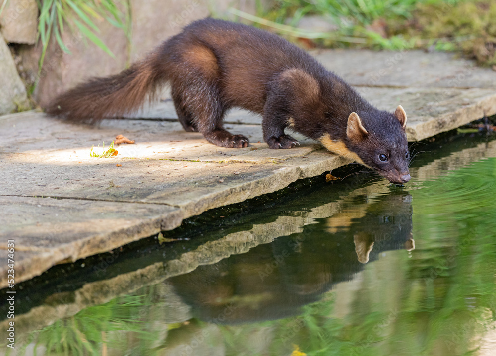 European pine marten Stock Photo | Adobe Stock