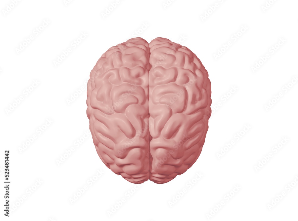 Human brain. PNG Transparent Background, 3d Rendering Image. Stock ...