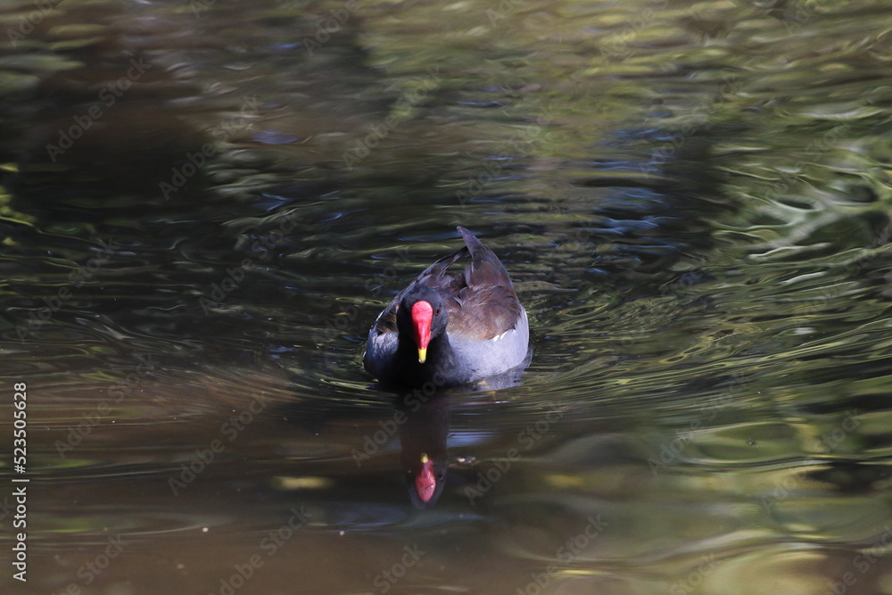 A rare black duck with a red beak and red eyes. The bird has a hint of ...