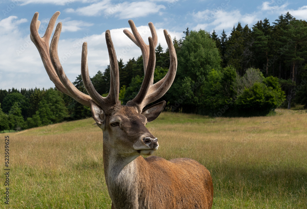 Hirsch Portrait auf einer Wiese vor einem Wald im Hochsommer, mit Bast ...