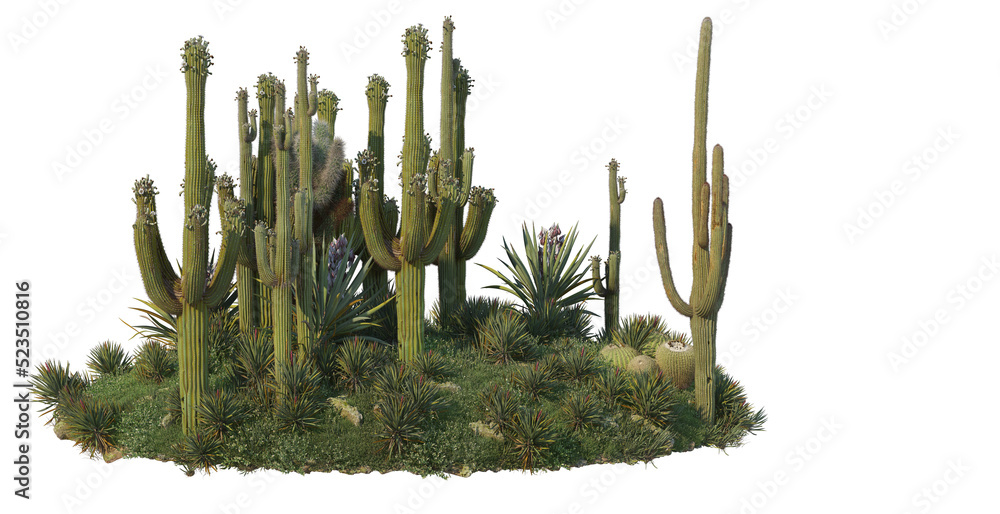 Cactus garden on a transparent background Stock Illustration | Adobe Stock