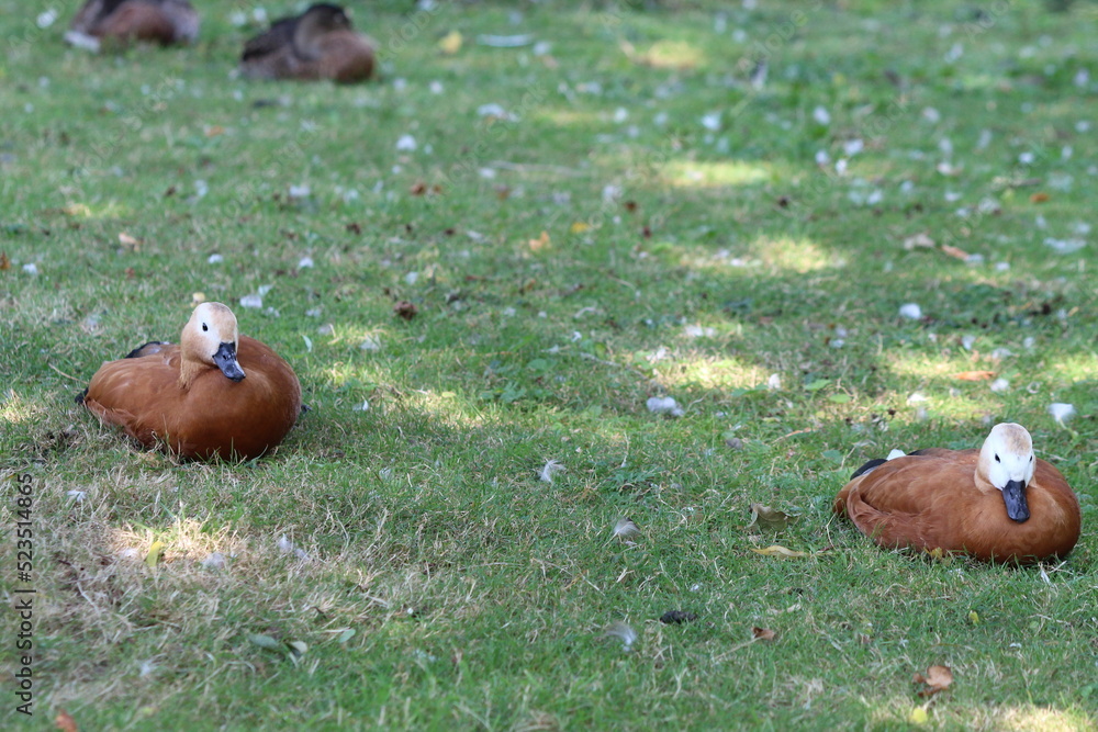 A beautiful Ruddy Shelduck laying on the grass during exceptionally hot ...