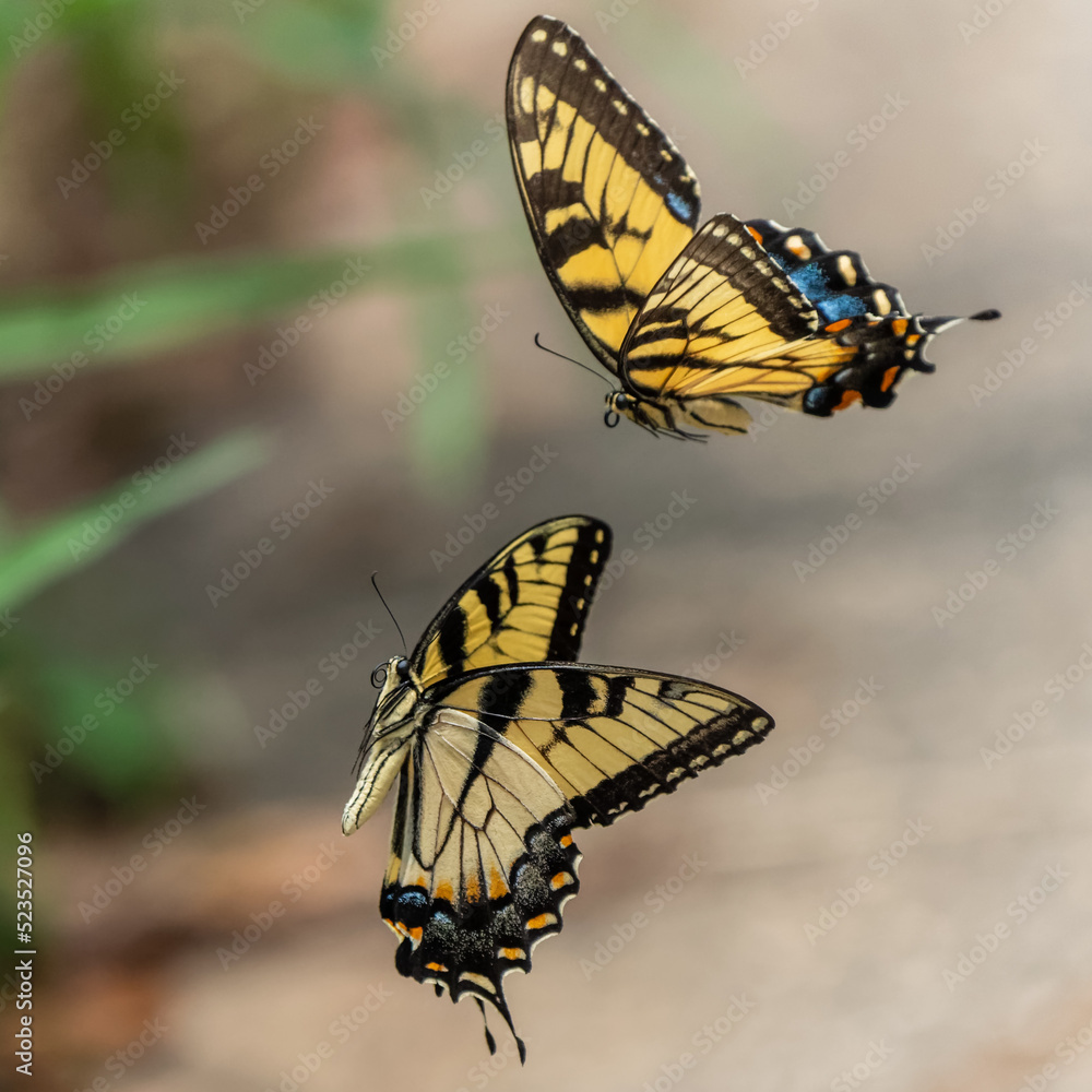 Male and Female Eastern Tiger Swallowtail Butterflies Flying Stock ...