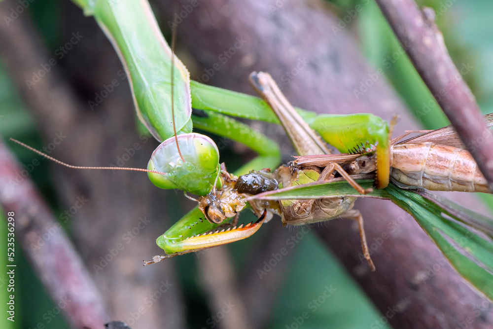 Green praying mantis with prey. Macro photo. Insect hunter. praying ...