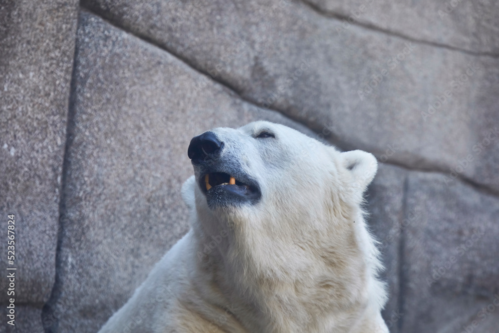 Beautiful large polar bear dozing in its enclosure. (Ursus maritimus ...