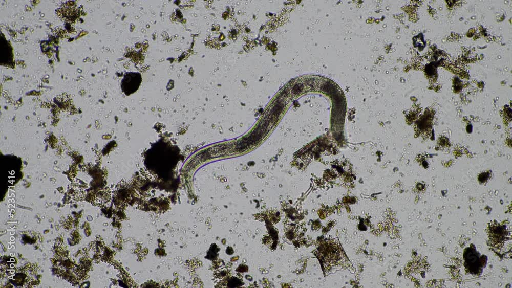microorganisms and soil biology, with nematodes and fungi under the ...
