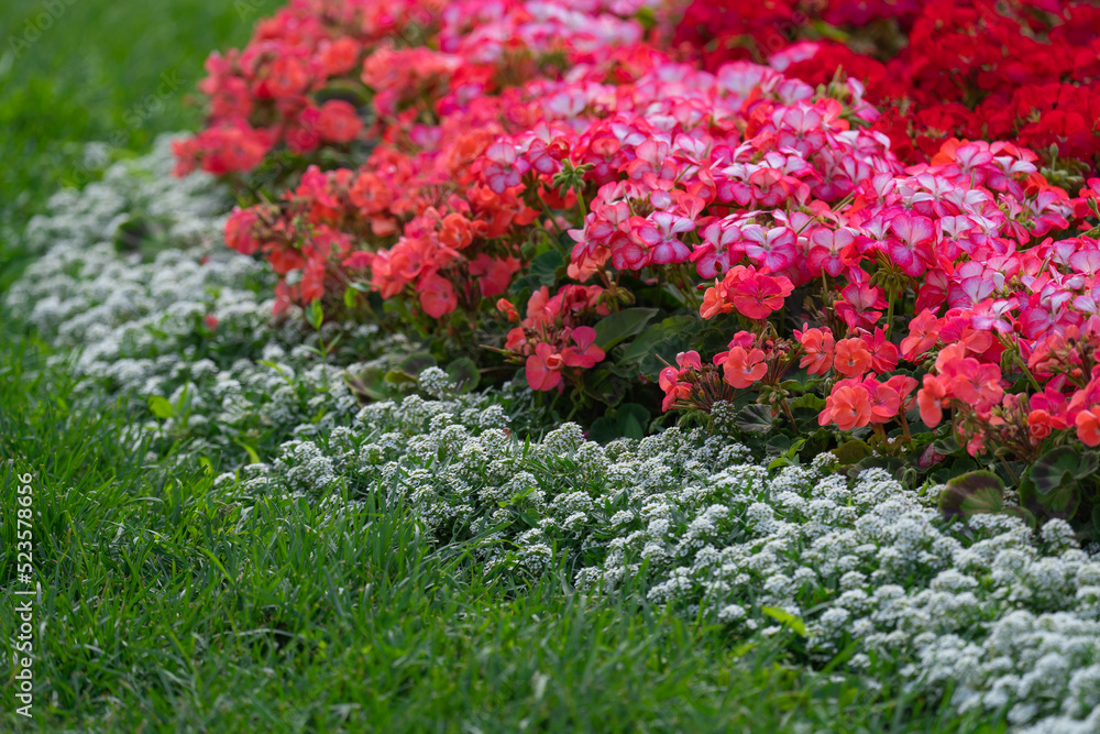 Red Geraniums Flower Bed