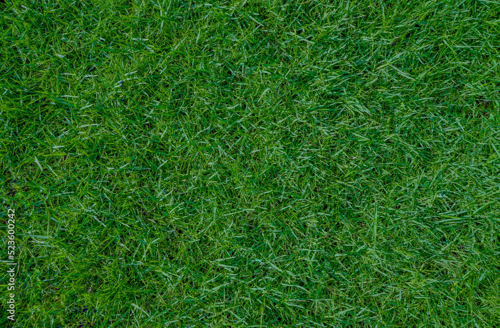 Top view of green grass texture background.green grass texture for ...