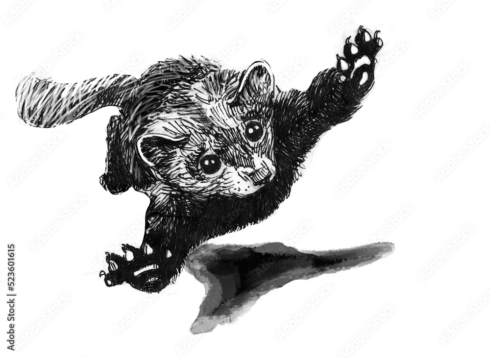 A ferret on the run, in flight. Black and white drawing made with thin ...