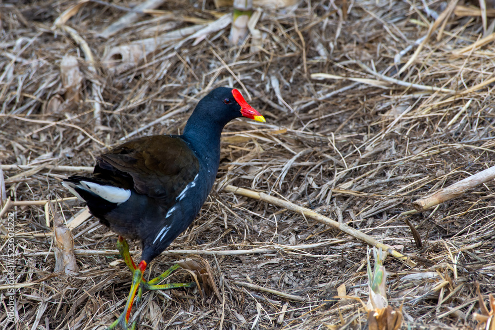 A common moorhen (Gallinula chloropus), also known as the waterhen or ...