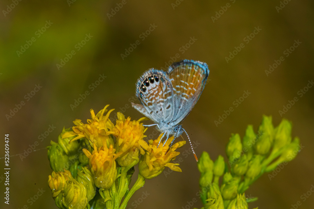 Western Pygmy Blue Butterfly