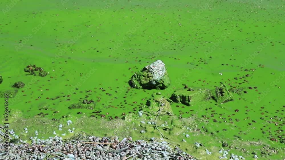 Water covered with green algae. River green algae bloom background ...