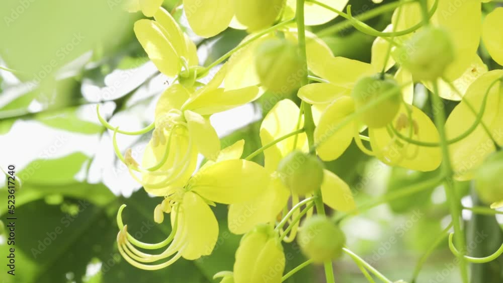 Golden shower hanging in their plant. National flower of Thailand ...