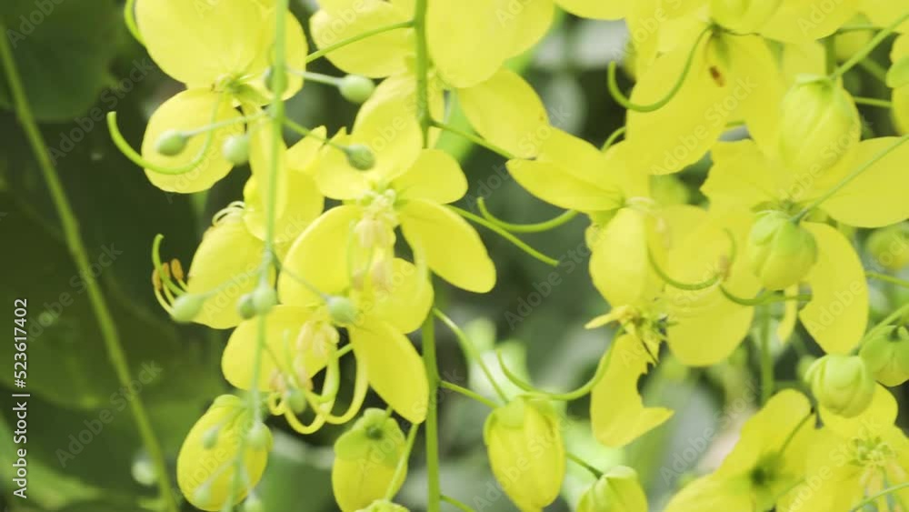 Golden shower hanging in their plant. National flower of Thailand ...