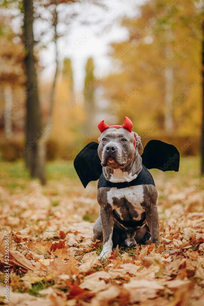 American Bully dog dressed in a costume for the celebration of ...