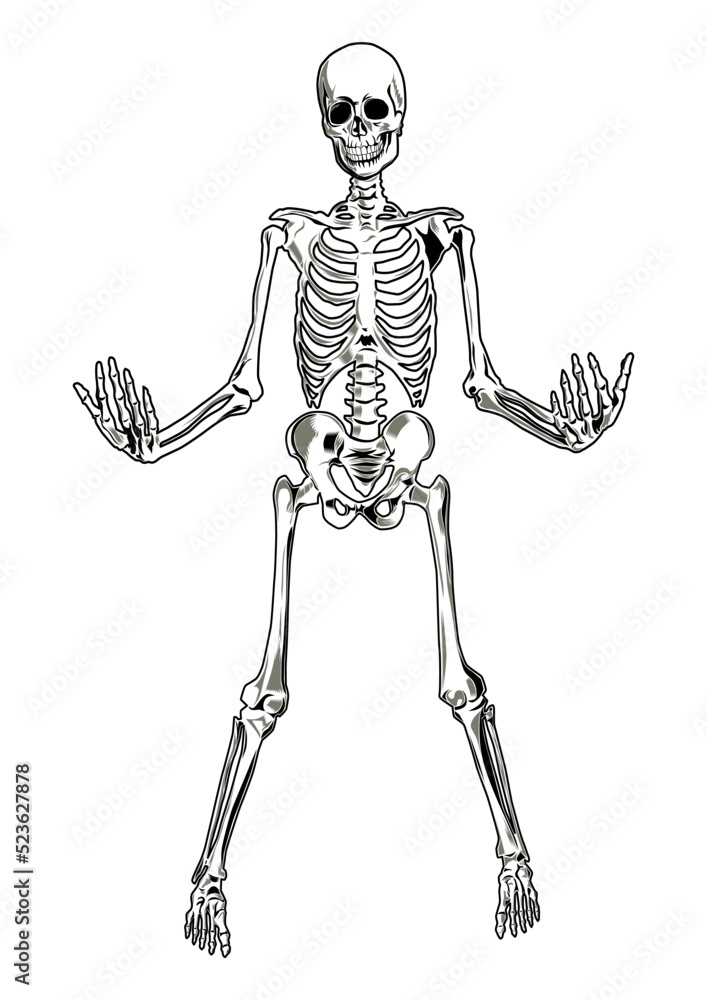 Vector skeleton. Three separate parts (skull, torso, legs). Stock ...