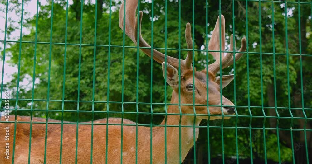 Protection of wildlife. Cruel treatment with elk, mammals. Welfare of ...