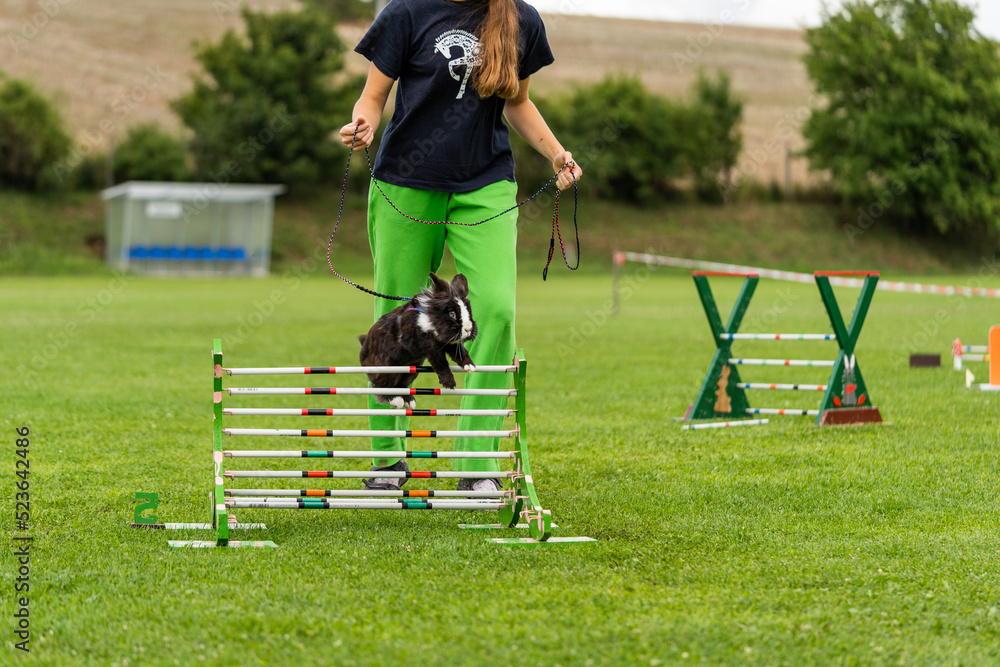 adorable rabbit bunny jumping over the obstacles during bunny race ...