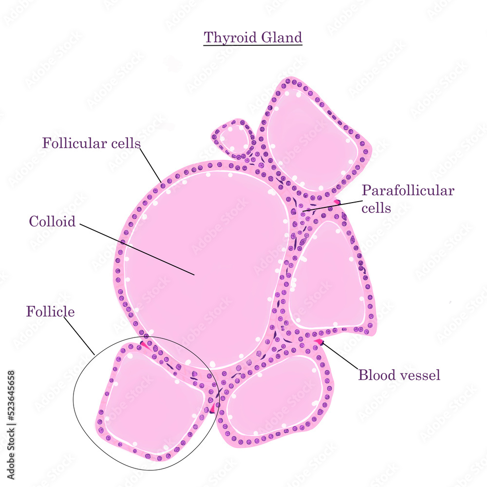 Thyroid gland- Histology Stock Illustration | Adobe Stock