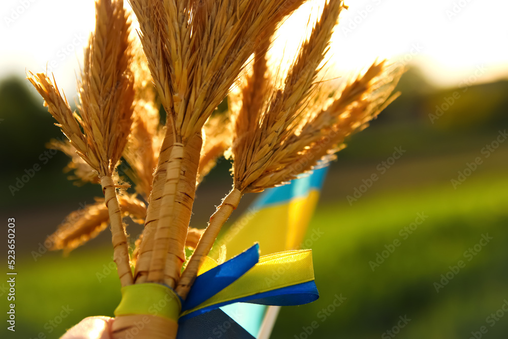 Defocus female hand holding ukrainian flag and wheat spikes of wheat ...