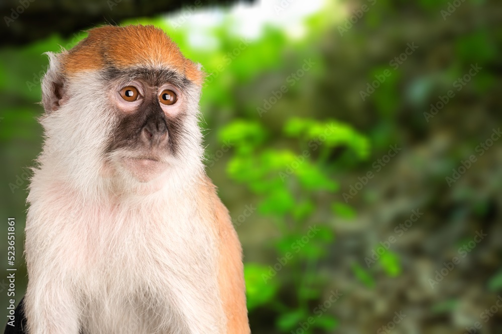 Beautiful endangered and rare monkey on the nature background Stock ...