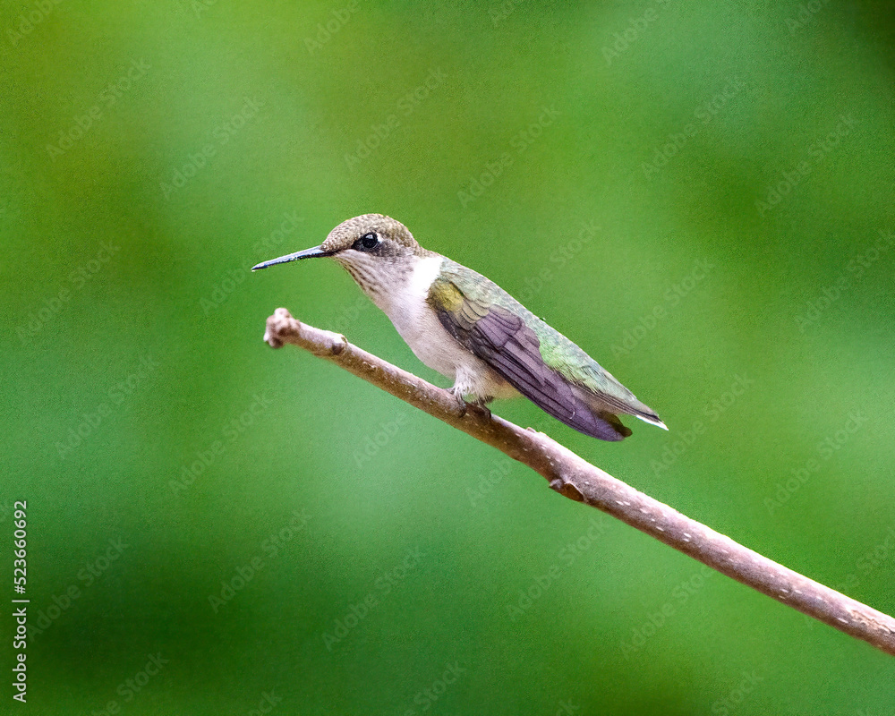 Hummingbird Photo and Image. Close-up view perched on a branch ...