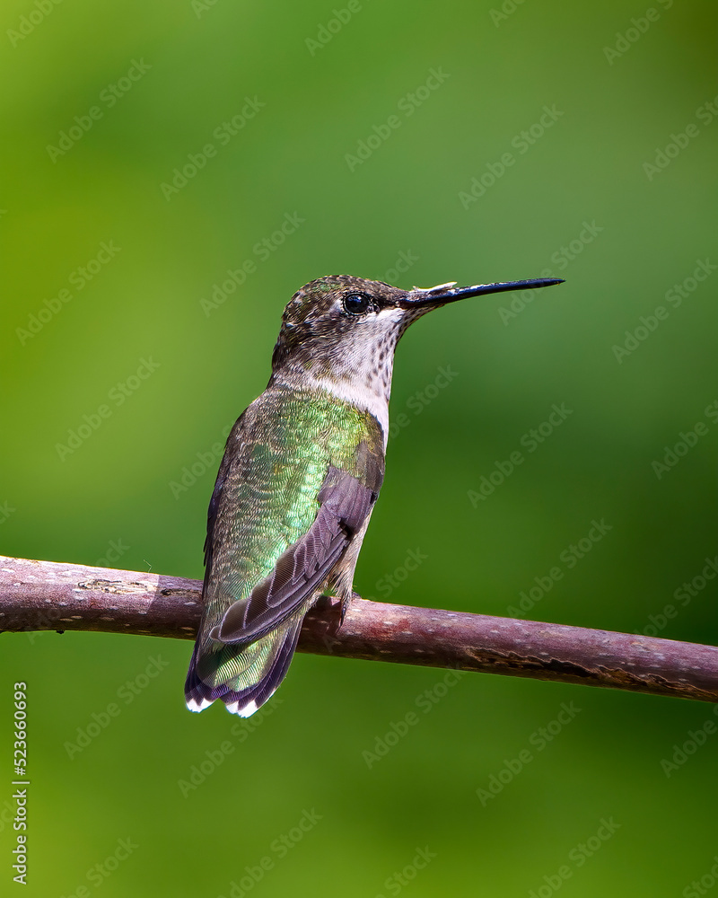 Hummingbird Photo and Image. Close-up view perched on a branch ...
