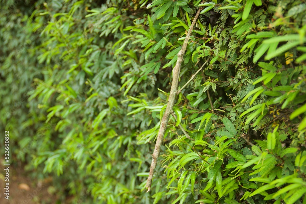 Bicho pau - insetos da ordem Phasmatodea, também denominada Phasmida ...